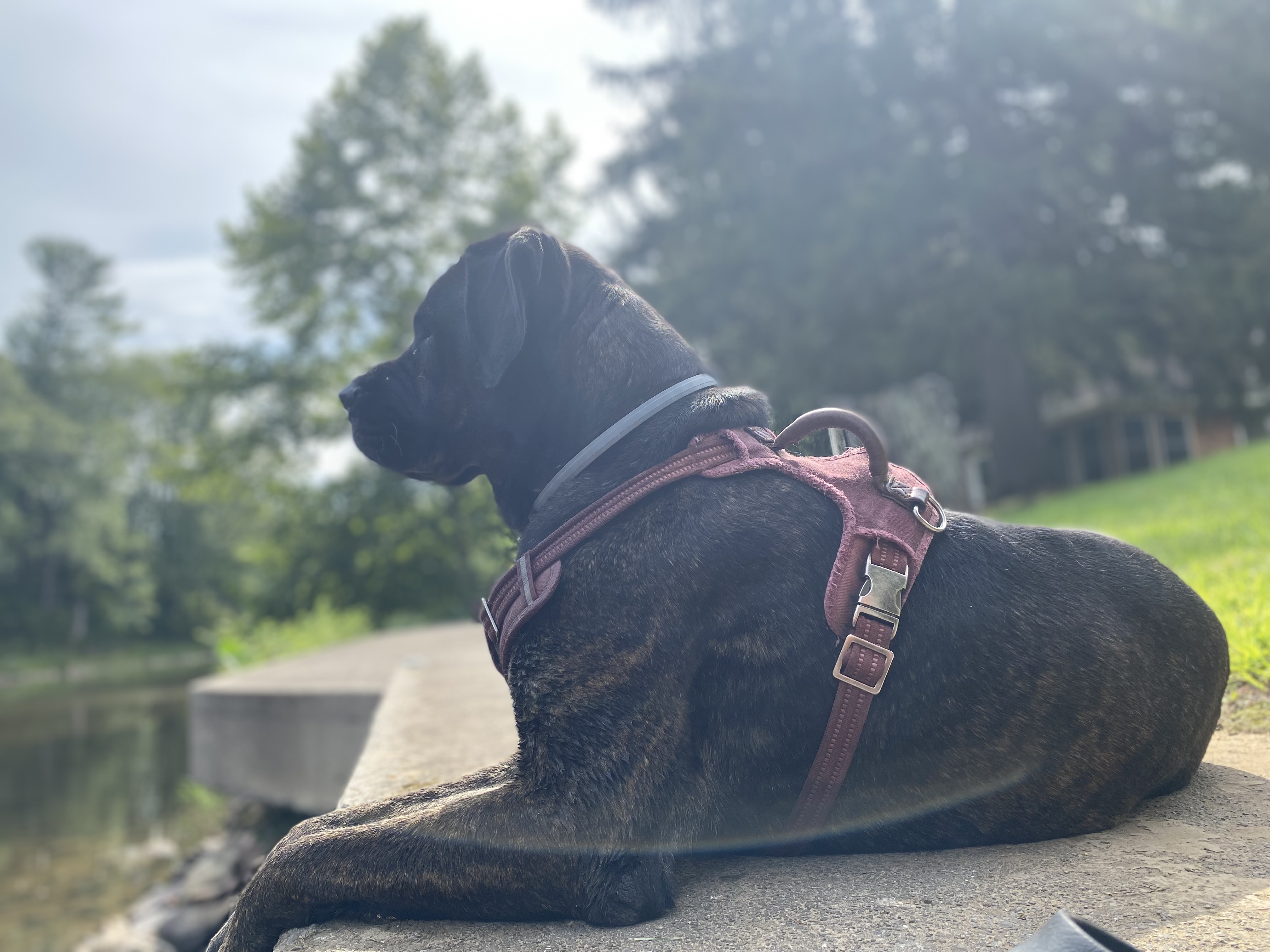 Good Dog… – Undoctrinated Daughter